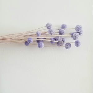 20 Pcs 16"-20" Lilac Billy Buttons, Purple Dried Craspedia, Billy Balls ...