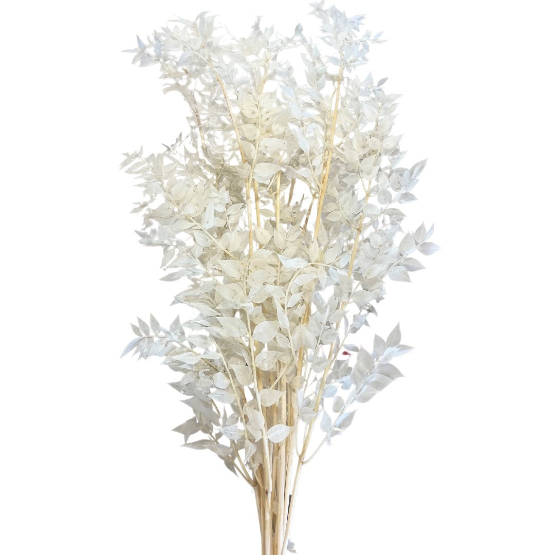 Preserved Ruscus, Bleached Italian Ruscus, Preserved Greenery, Wedding ...