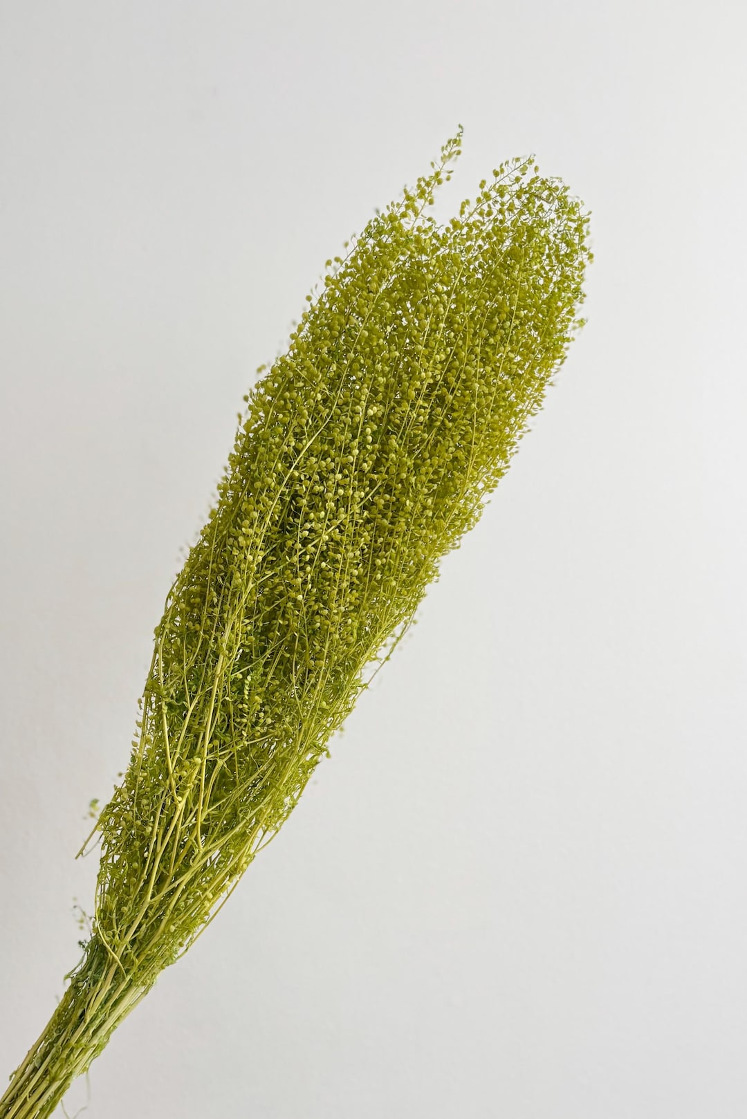 Lepidium, Preserved Lepidium, Pepper Grass, Green Florals, Floral ...