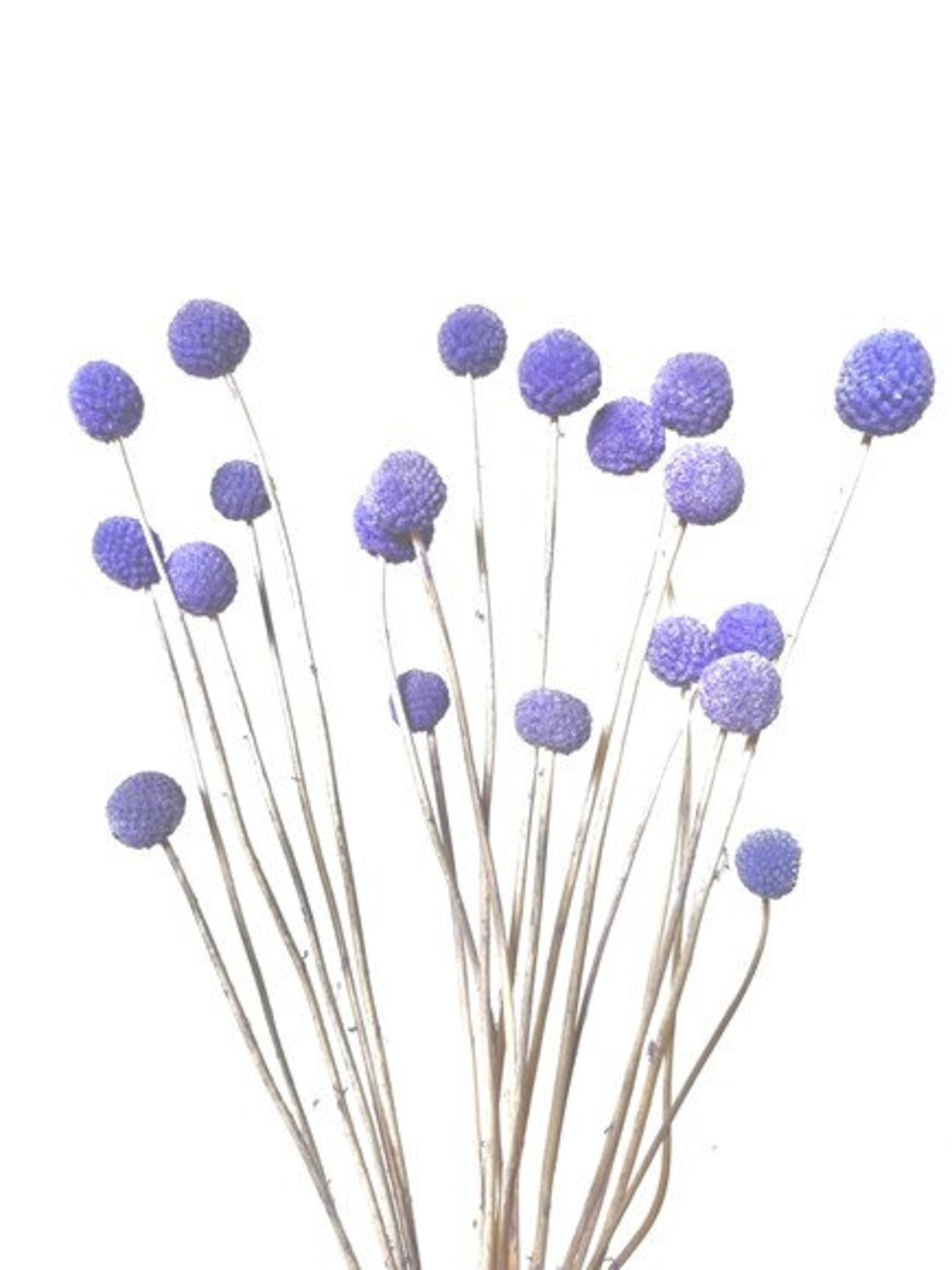 20 Pcs 1620 Lilac Billy Buttons, Purple Dried Craspedia, Billy Balls ...