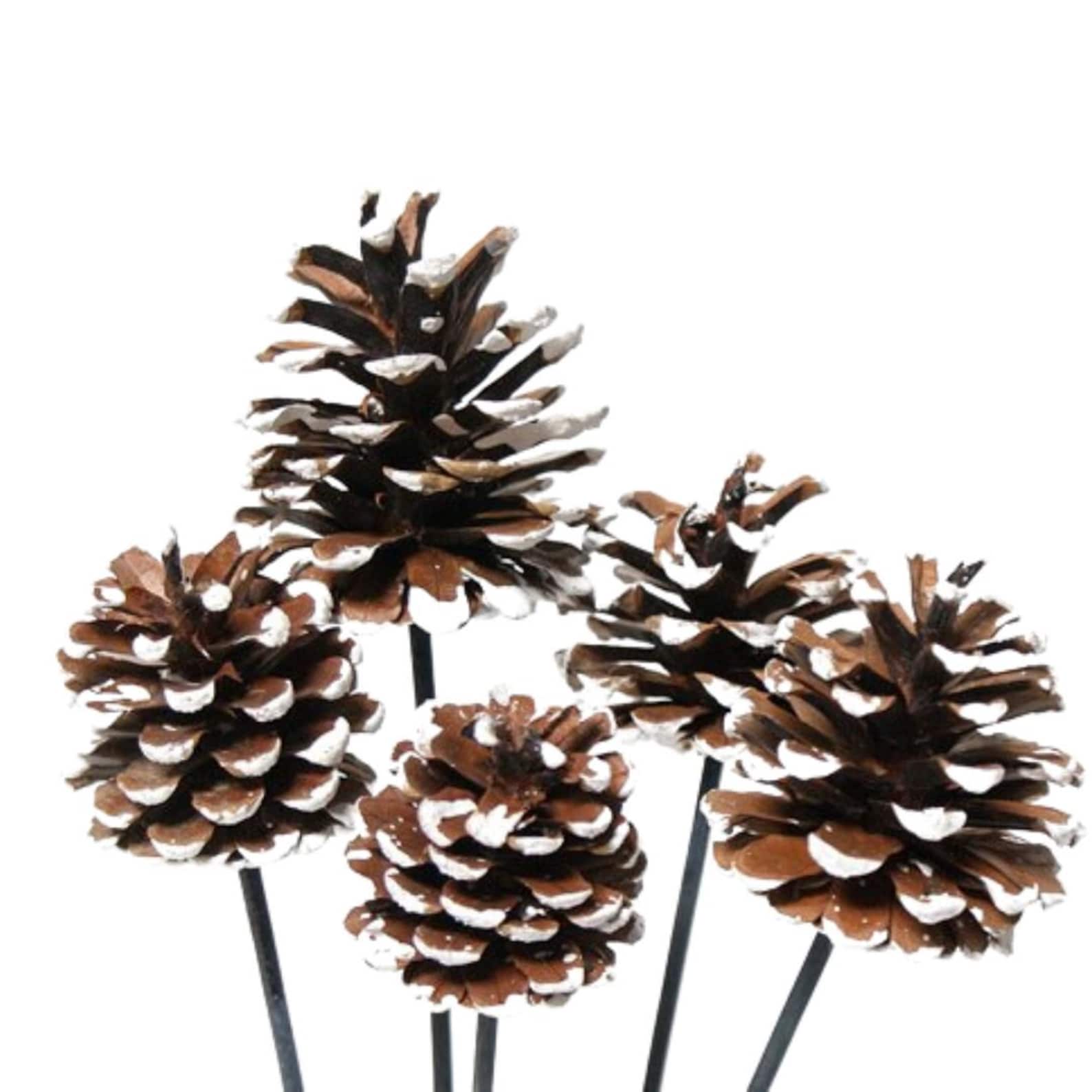 100 Pine Cones on Stem, Pines Cones, Urn Planters, Seasonal Picks ...