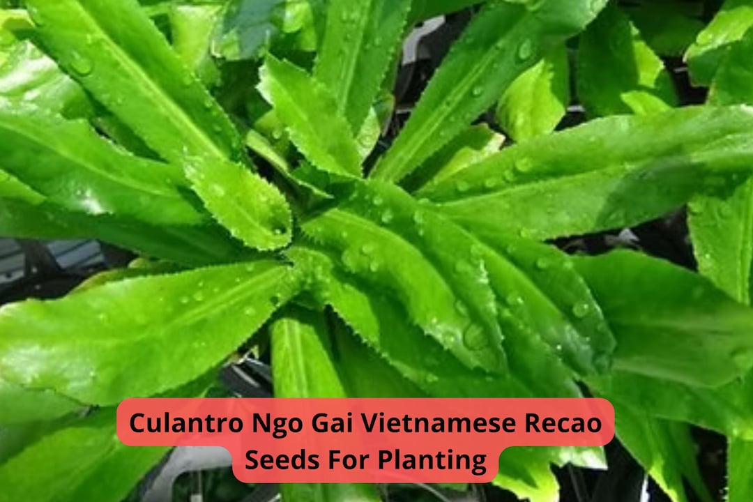Culantro Seeds Ngo Gai 100mg | Vietnamese Recao | Tropical Herb Garden ...