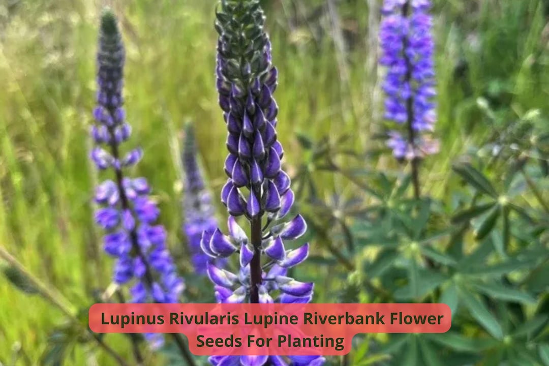 Lupinus Rivularis Seeds 500mg | Riverbank Lupine | Native Wildflower ...