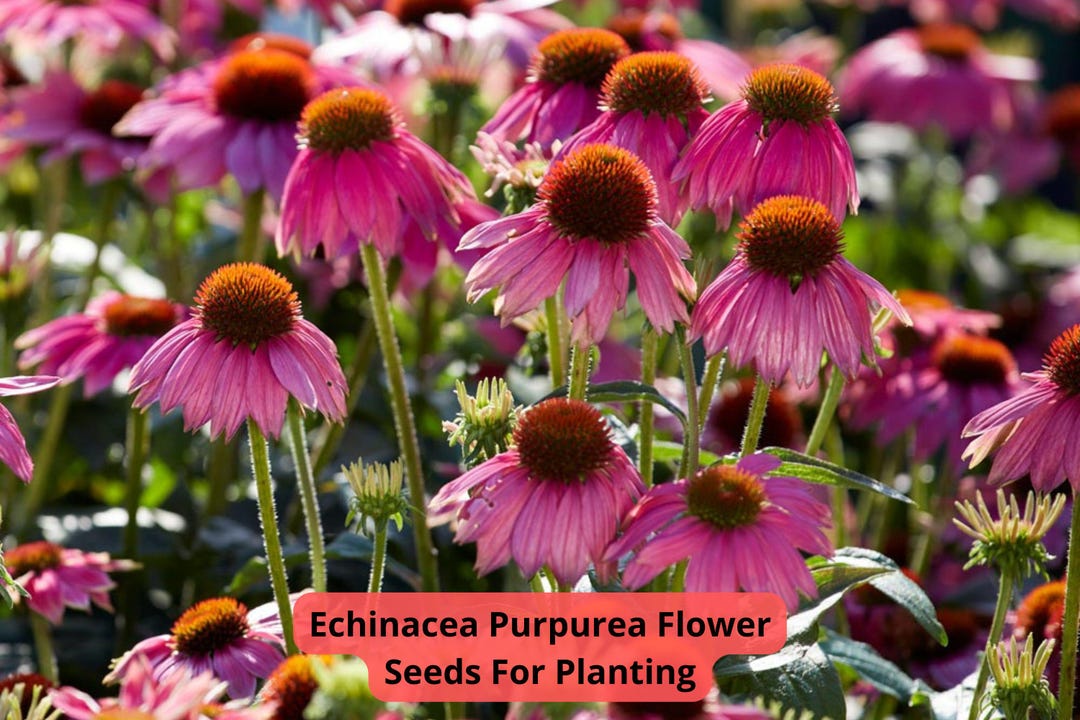 Echinacea Purpurea Seeds 500mg | Purple Coneflower | Perennial ...