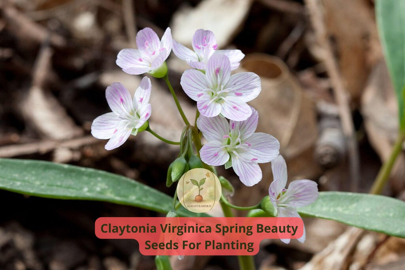 20 Seeds of Spring Beauty Seeds | Claytonia Virginica | Early Blooming ...