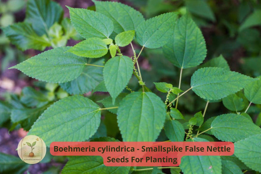 Boehmeria Cylindrica Seeds | Smallspike False Nettle | Native Perennial ...