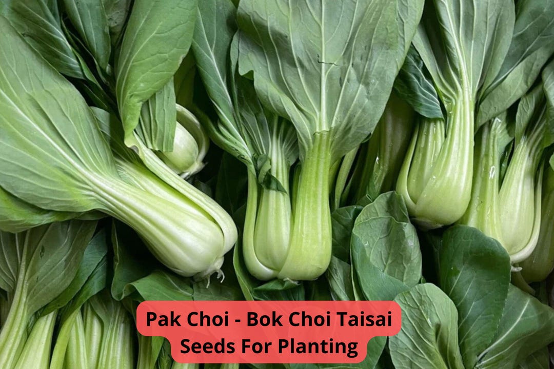 Pak Choi Bok Choi Taisai Seeds 500mg | Heirloom Asian Vegetable | Fast ...