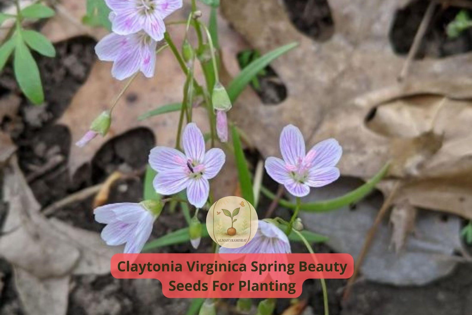 20 Seeds of Spring Beauty Seeds | Claytonia Virginica | Early Blooming ...