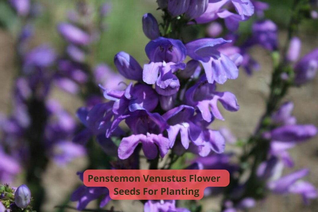 Elegant Beardtongue Seeds, Penstemon Venustus, Native Wildflower (2x ...
