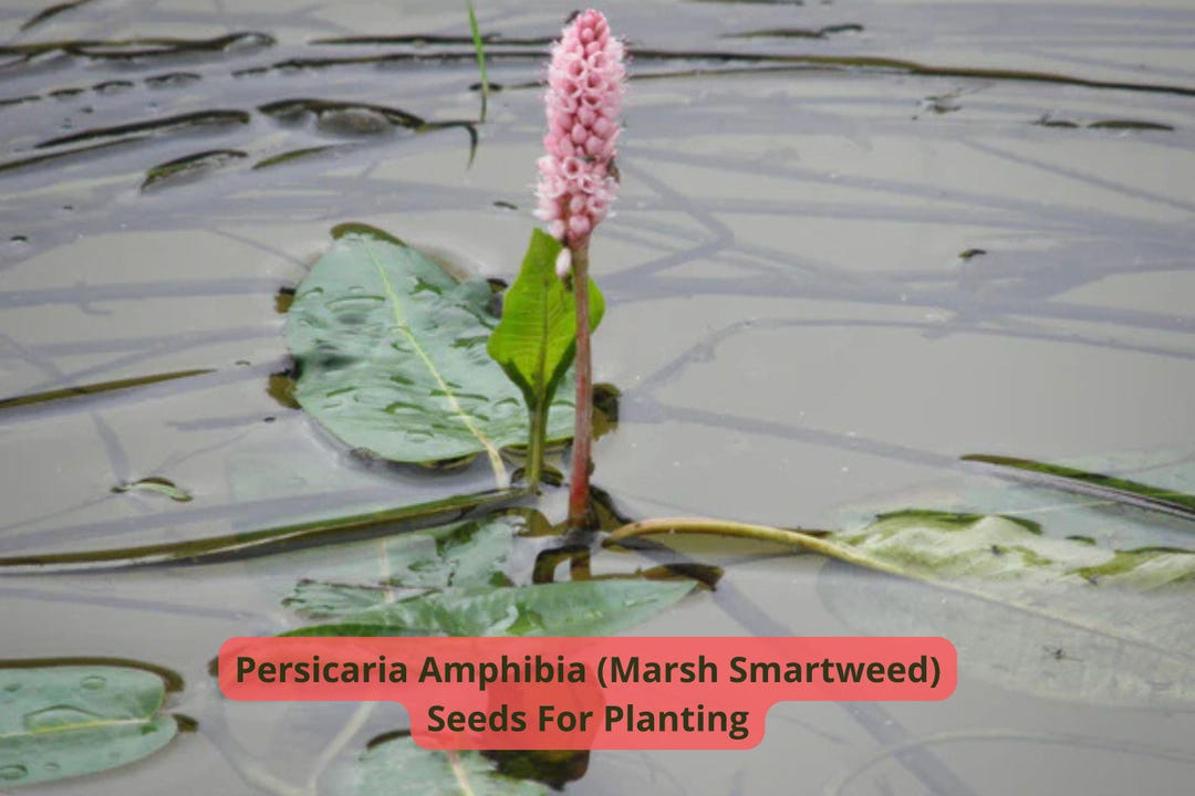 2pcs of 500 Mg Persicaria Amphibia Seeds | Marsh Smartweed | Aquatic or ...