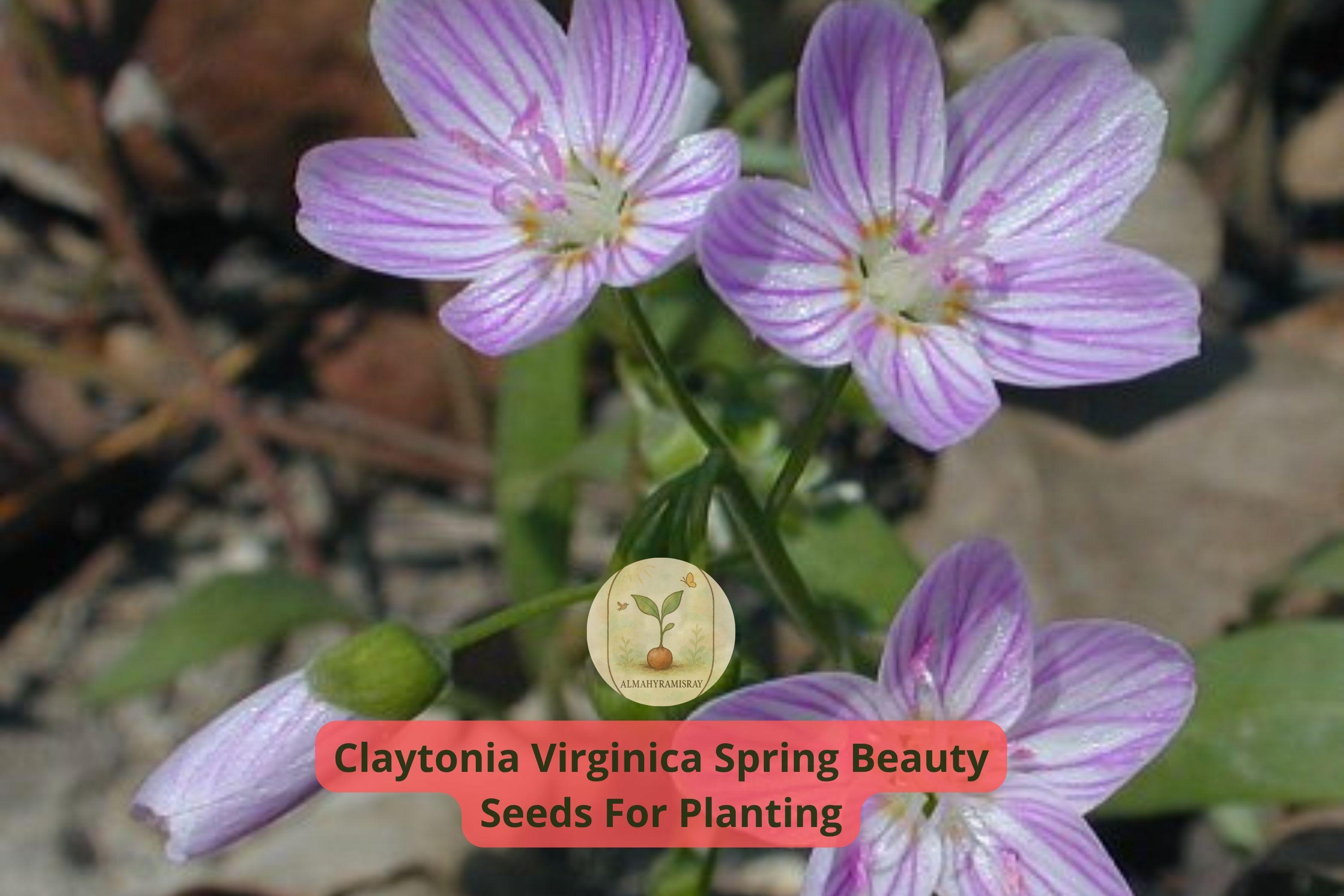 20 Seeds of Spring Beauty Seeds | Claytonia Virginica | Early Blooming ...