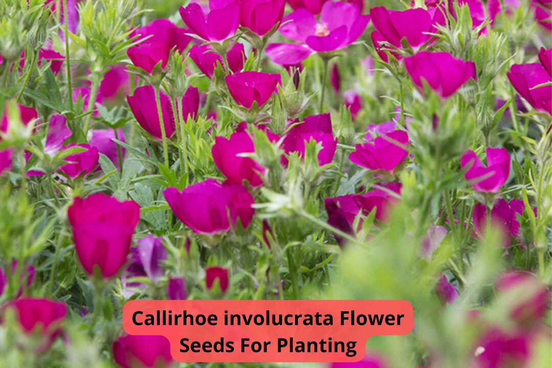 Purple Poppy Mallow Seeds | Drought Tolerant Groundcover (10 Seeds) - Etsy