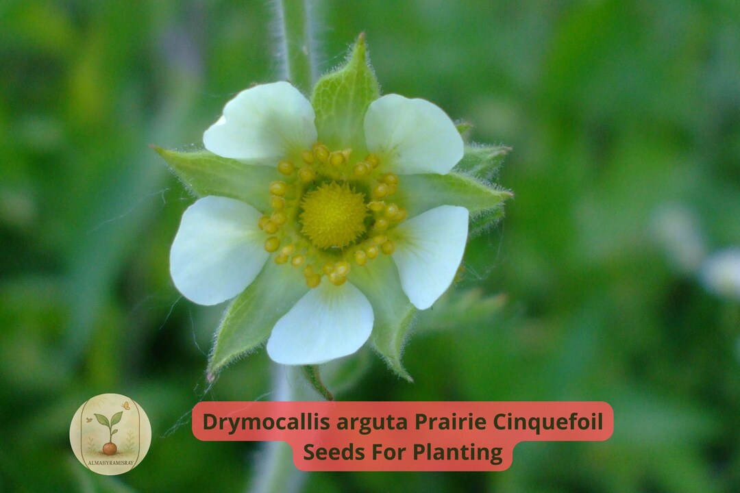 Drymocallis Arguta Seeds | Prairie Cinquefoil | Native Perennial ...