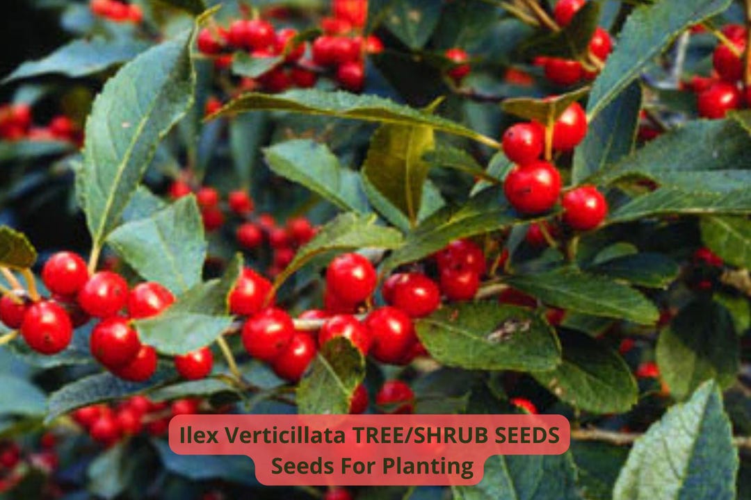2 Pcs Of Ilex Verticillata Seeds 250mg Winterberry Holly Native