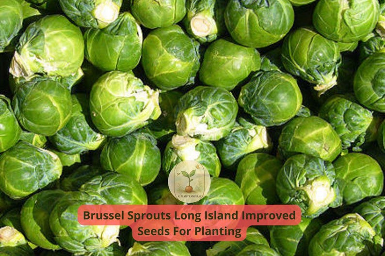 Brussels Sprouts Seeds | Long Island Improved Heirloom, Cold Hardy - Etsy