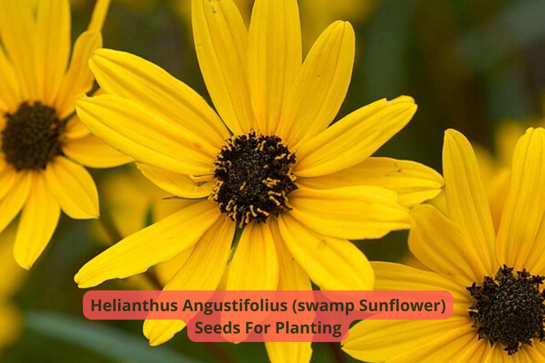 100 Seeds Helianthus Angustifolius Seeds | Swamp Sunflower | Yellow ...