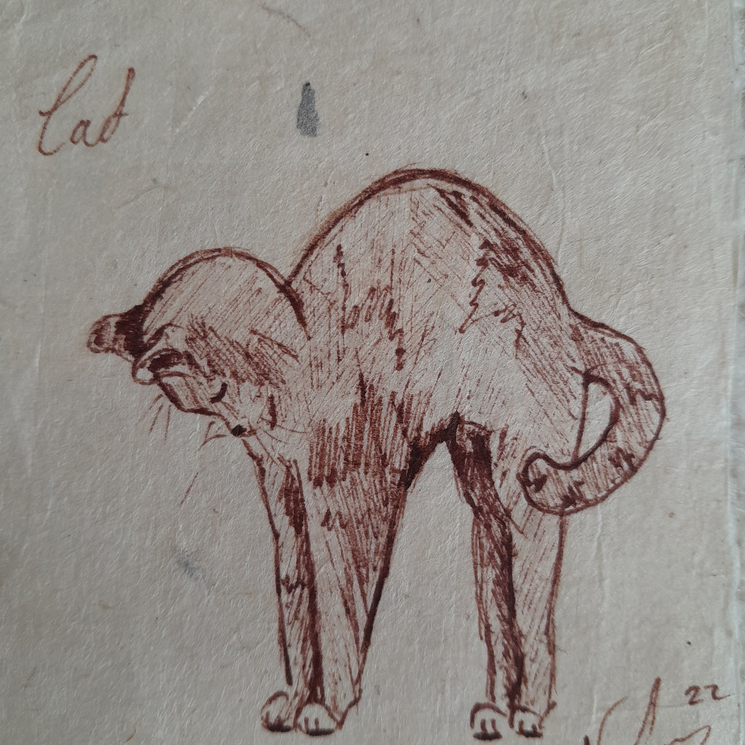 Original Cat Pen Drawing - Etsy