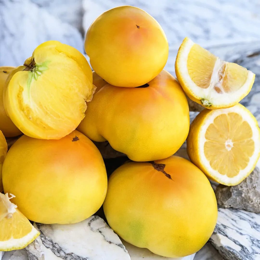 Organic Thorburns Lemon Blush Tomato , Live Plant, Seedlings, Tomatoe ...