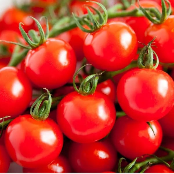 Sugar Bomb Tomato Plant - Etsy