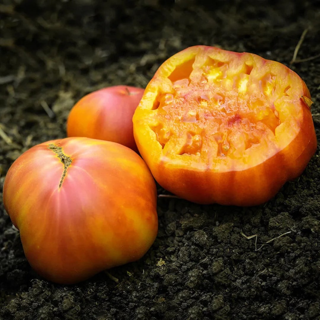 Organic Big Rainbow Tomato, Live Plant, Seedlings, Tomatoe, Rare ...