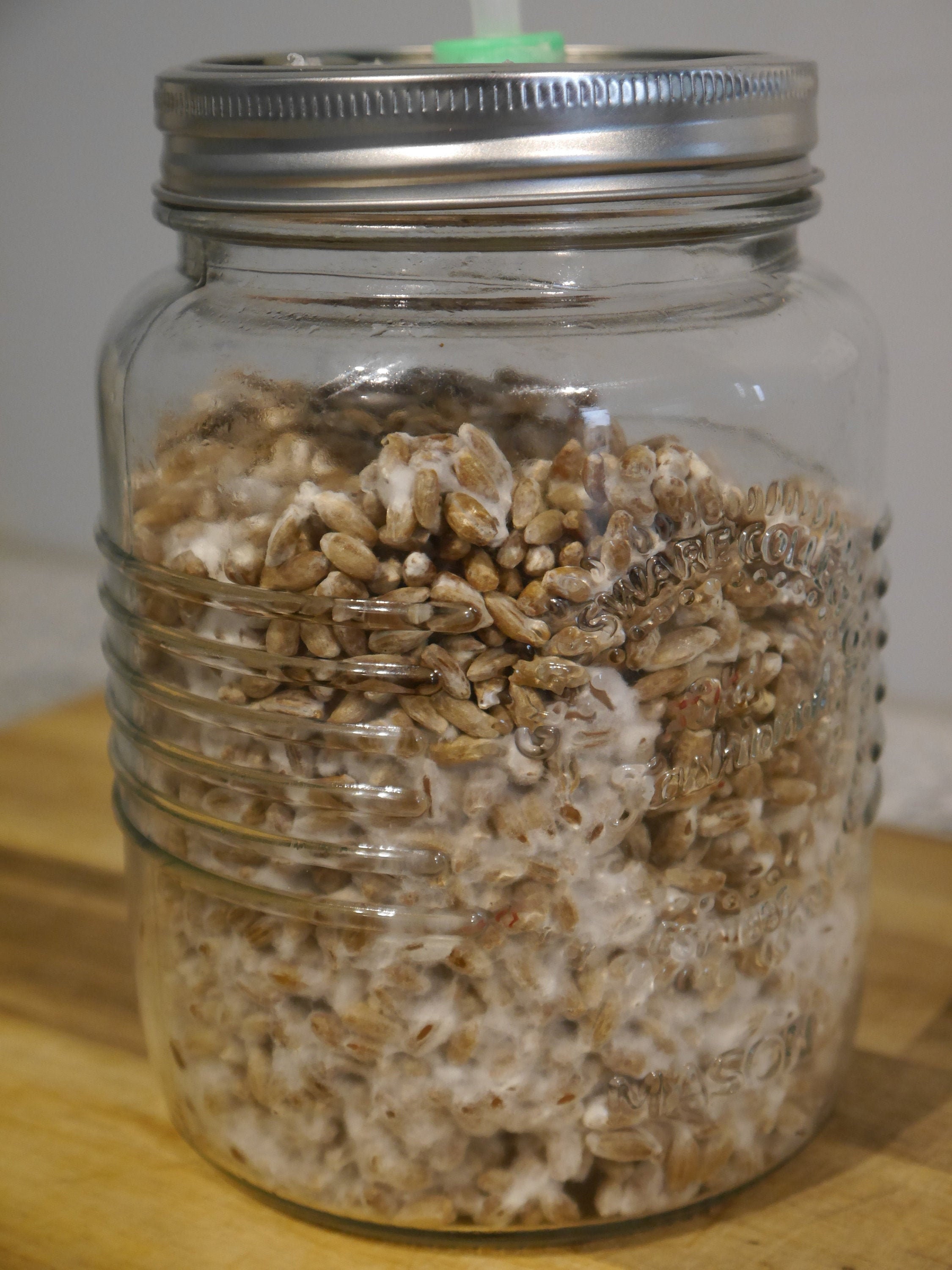 Fully colonised Grade Grain Spawn Grow your own | Etsy