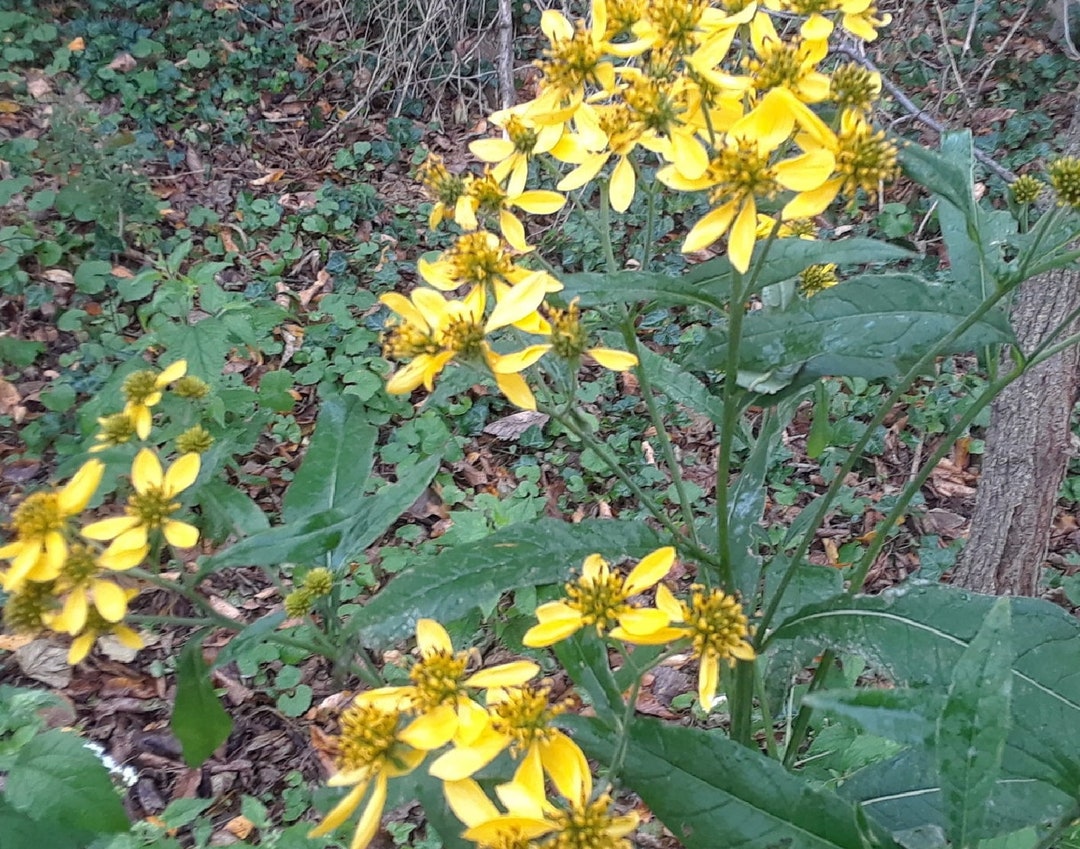 Wingstem Seeds - Etsy