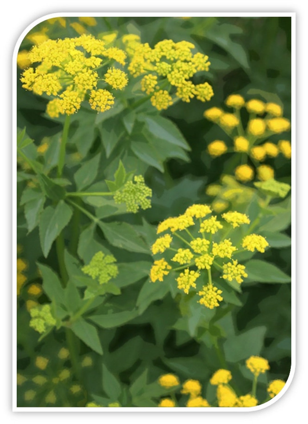 Golden Alexander Seeds - Etsy