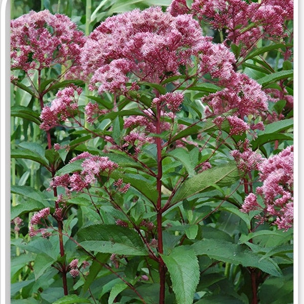 Joe Pye Weed - Etsy