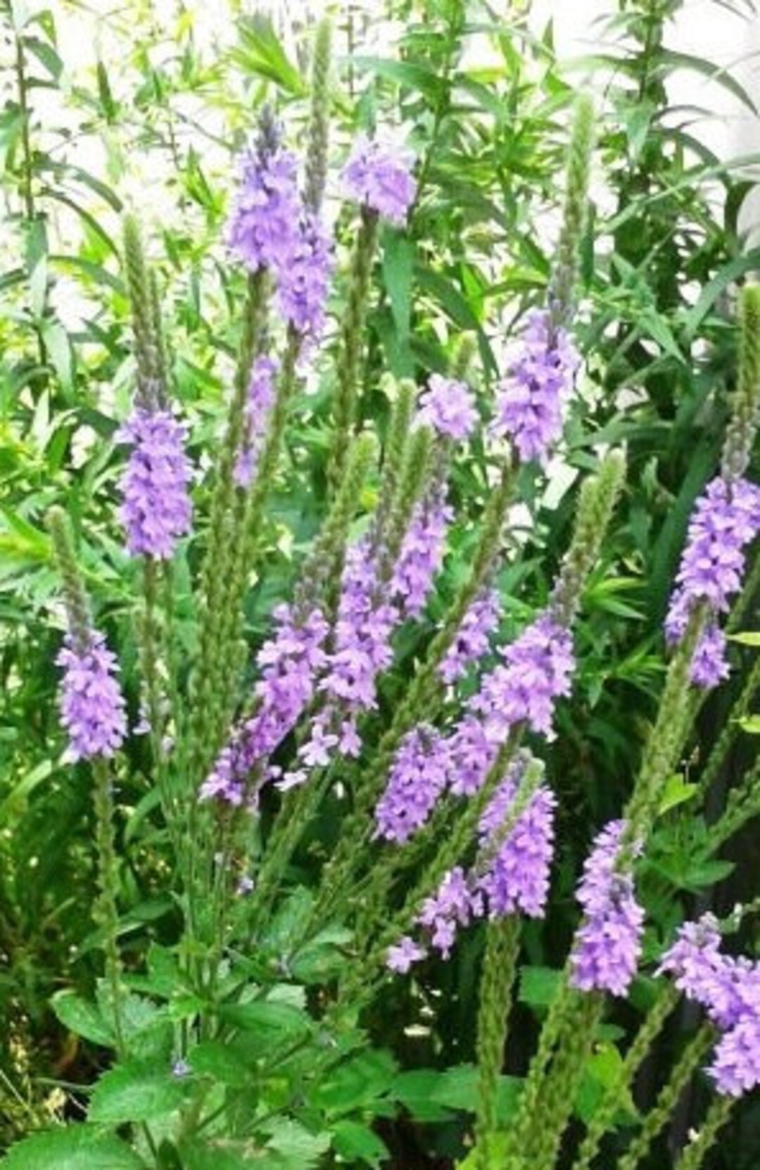 Hoary Vervain Seeds - Etsy