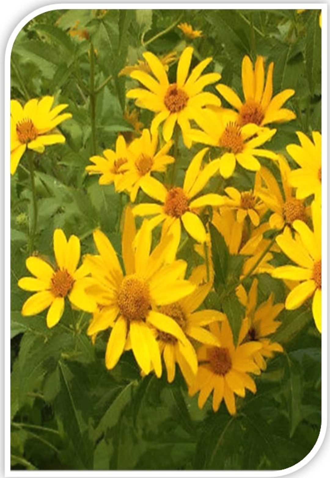 Early Sunflower Seeds - Etsy