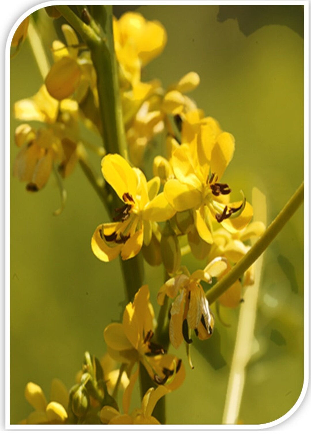 Wild Senna Seeds - Etsy