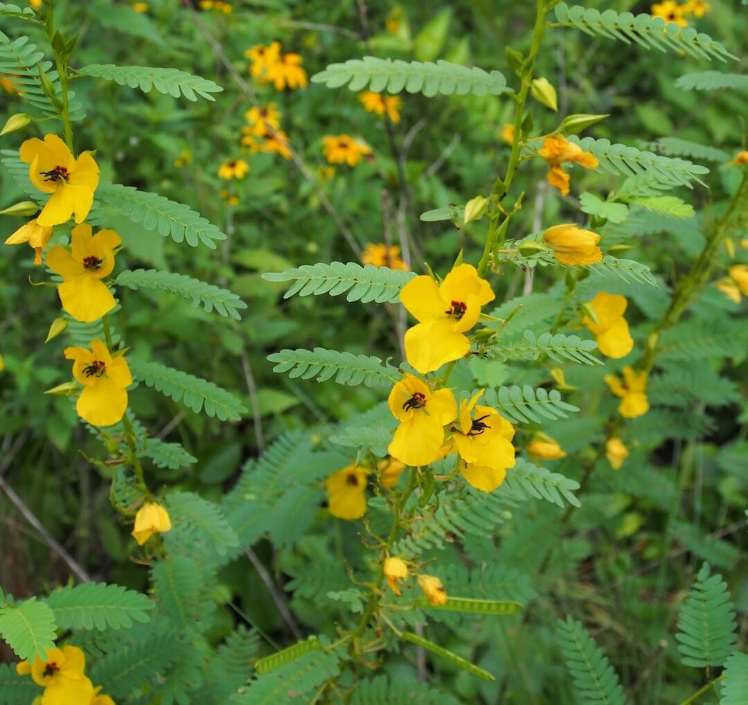 Partridge Pea Seeds - Etsy