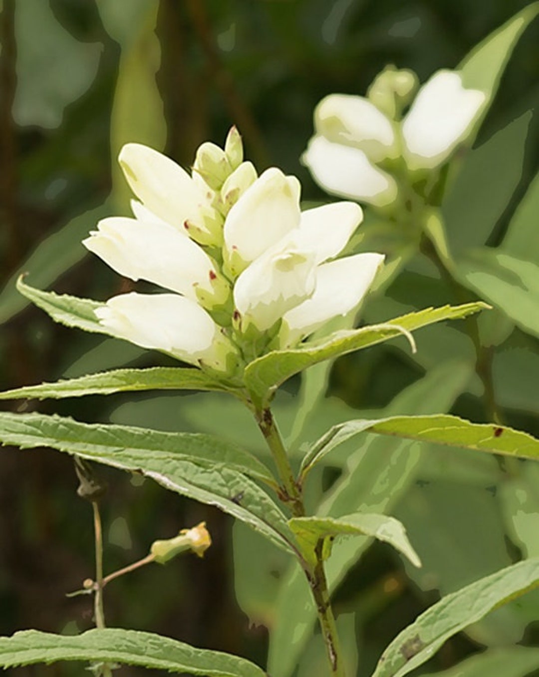 Turtlehead Seeds - Etsy