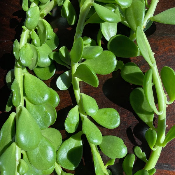 Trailing Succulents - Etsy