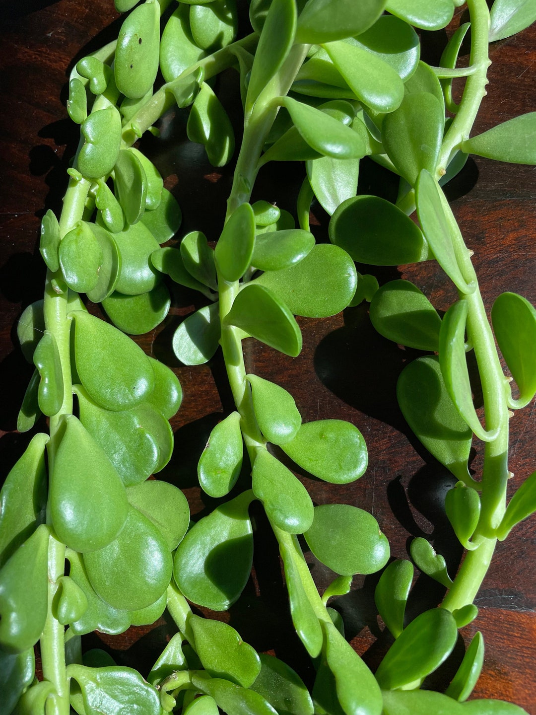3 Trailing Jade Kleinia Petraea Succulent Unrooted Clippings - Etsy