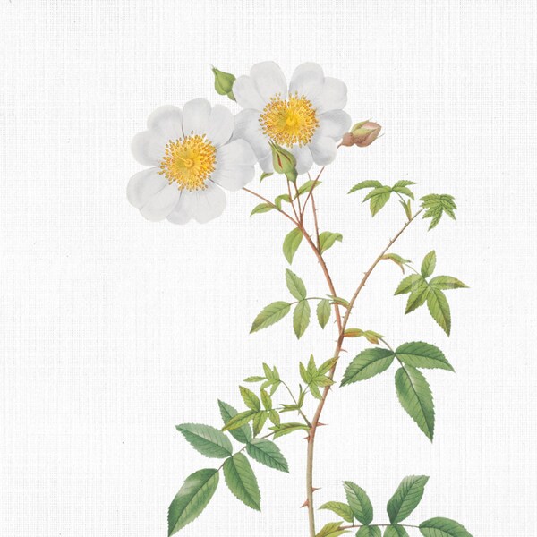 Climbing Rose - Etsy