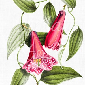 Flower Clipart chilean Bellflower Digital - Etsy