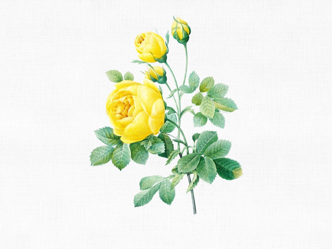 Flower Clipart yellow Rose Digital Download Botanical Illustration ...