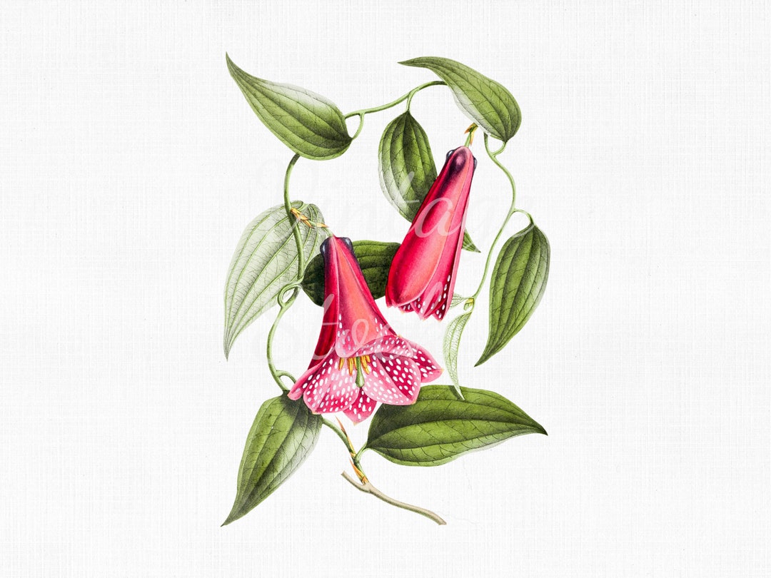 Flower Clipart chilean Bellflower Digital - Etsy