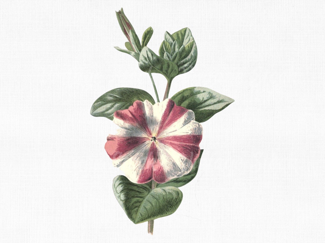 Flower Clipart petunia Digital Download SVG Files - Etsy