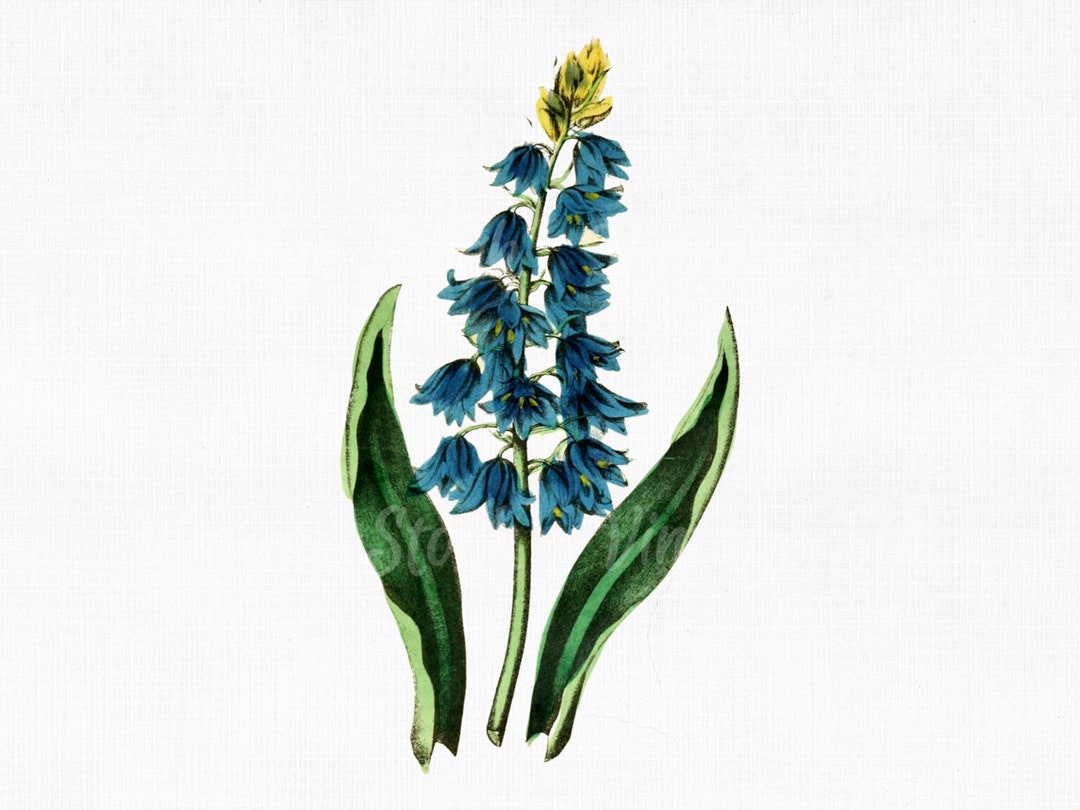 Flower Clipart common Squill SVG Files for Cricut - Etsy Ireland