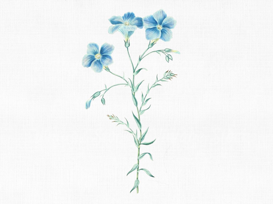 Flower Clipart blue Flax Digital Download, SVG Files for Cricut ...