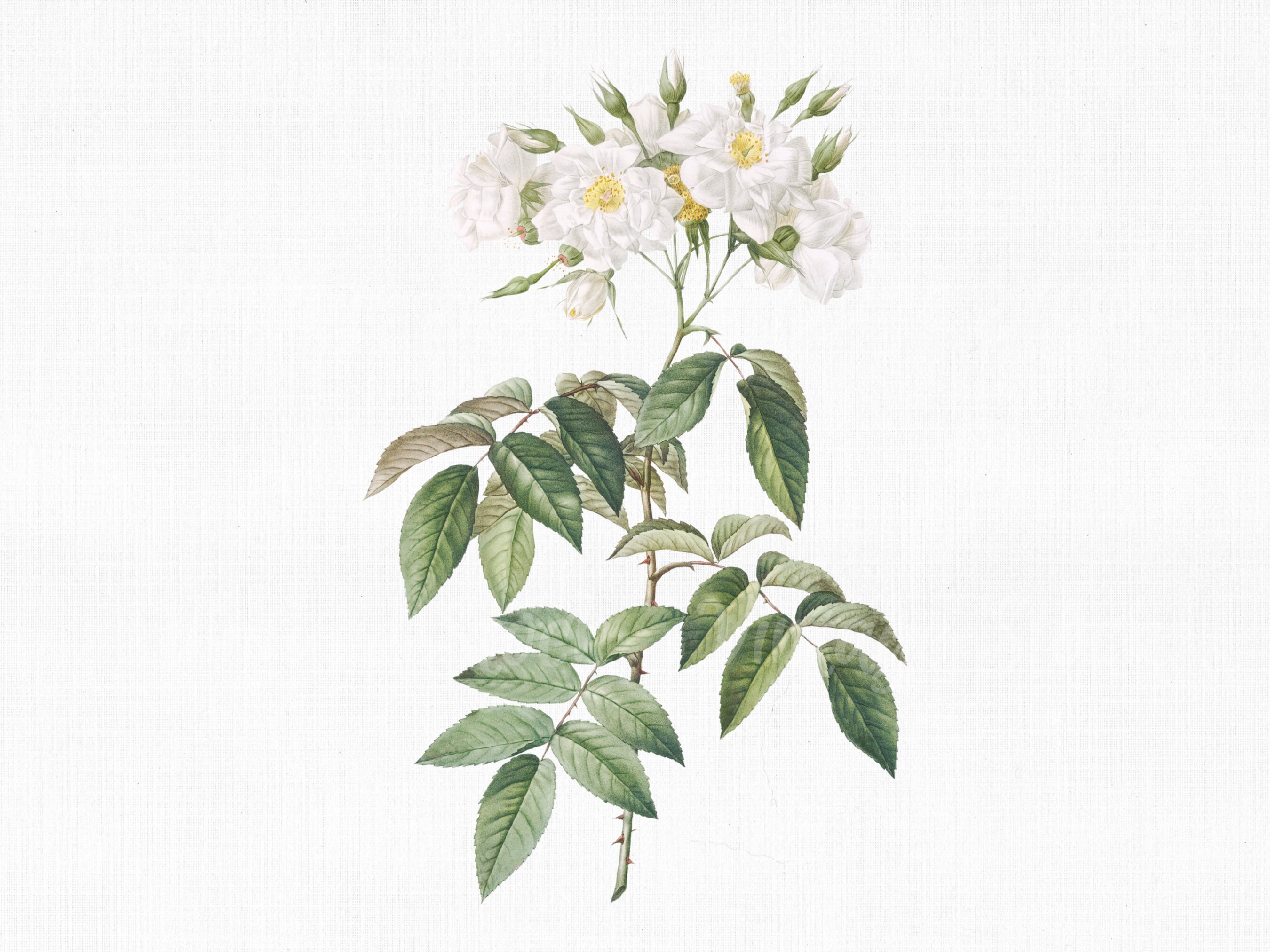 Musk Roses Flower