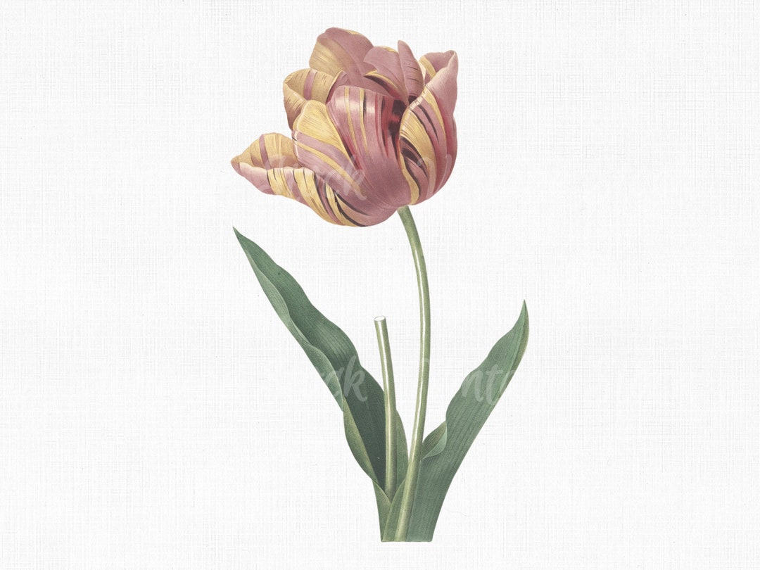 Flower Clipart, tulip Culta SVG Files for Cricut, Digital Download ...