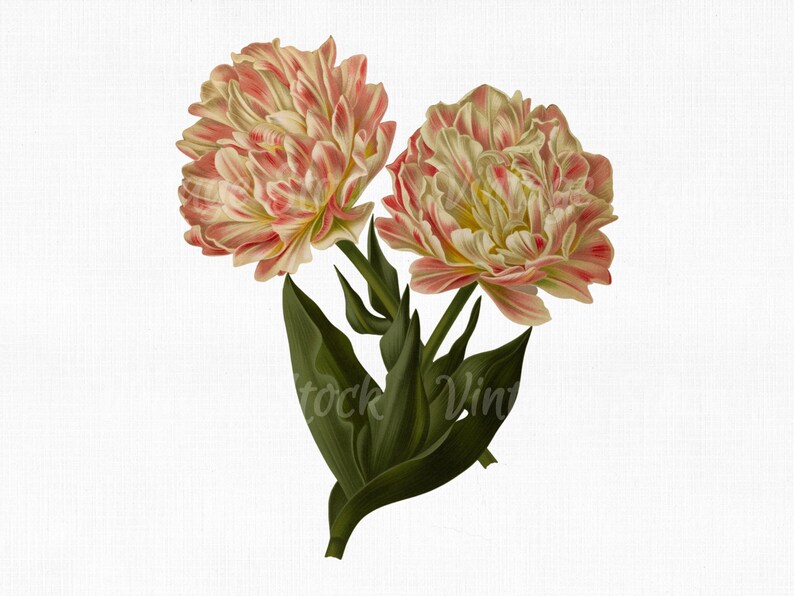 Clipart de flores Tulip Raphael SVG Files for - Etsy México