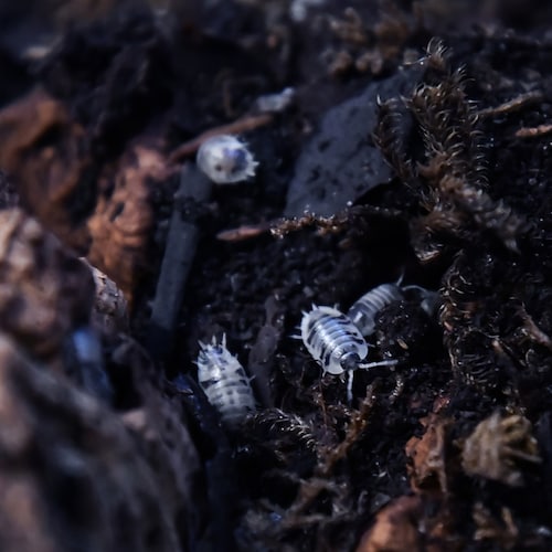 Bioactive / Isopod Starter Kit - Etsy