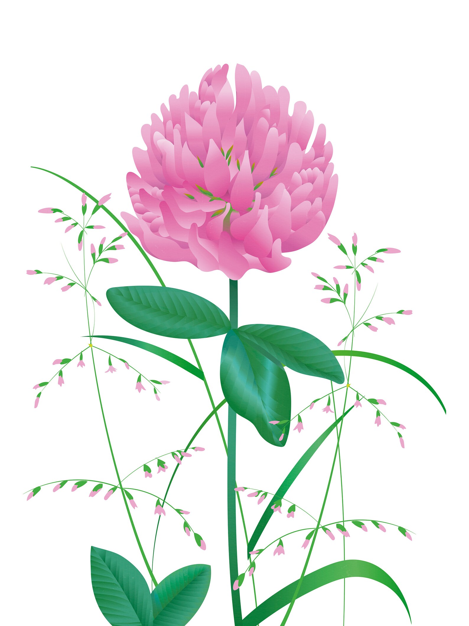 Clover Flower Art Print, Digital Download,botanical Art Print, Flower ...