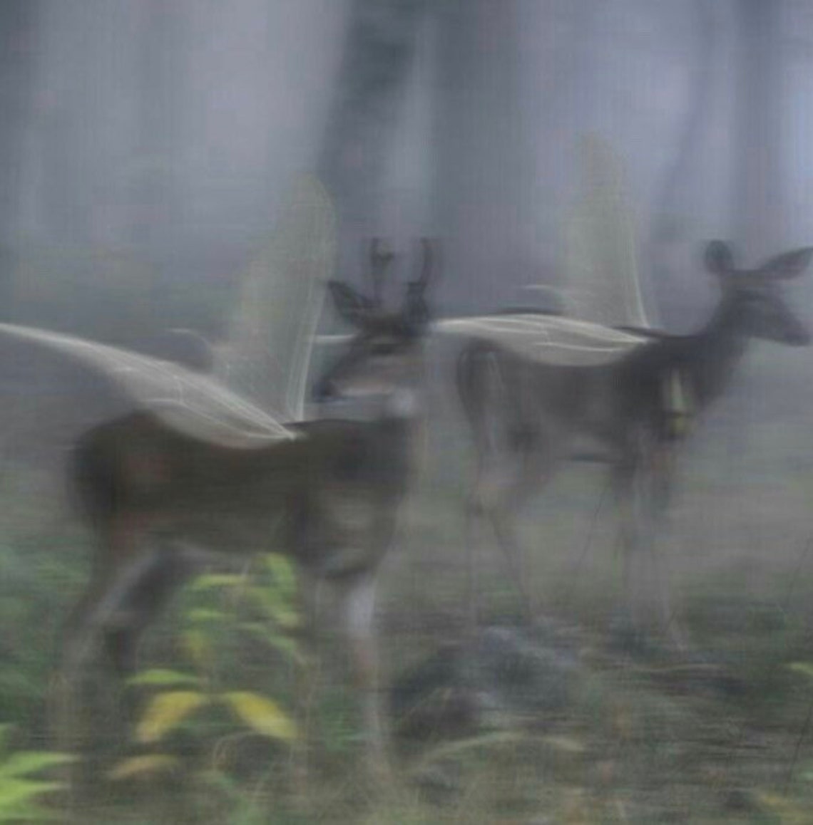 Fairy Grunge-goblincore- App Icons- Widgets- Walpaper - Etsy