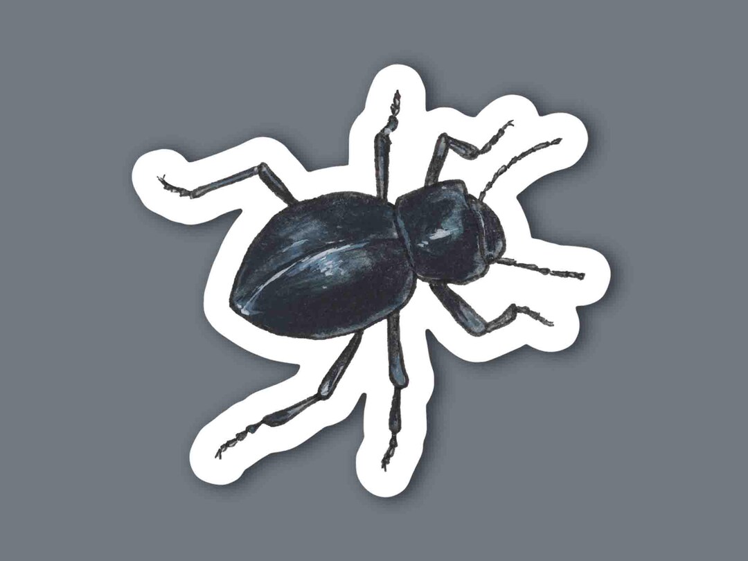 Smooth Death Feigning Beetle Sticker Original Art - Etsy