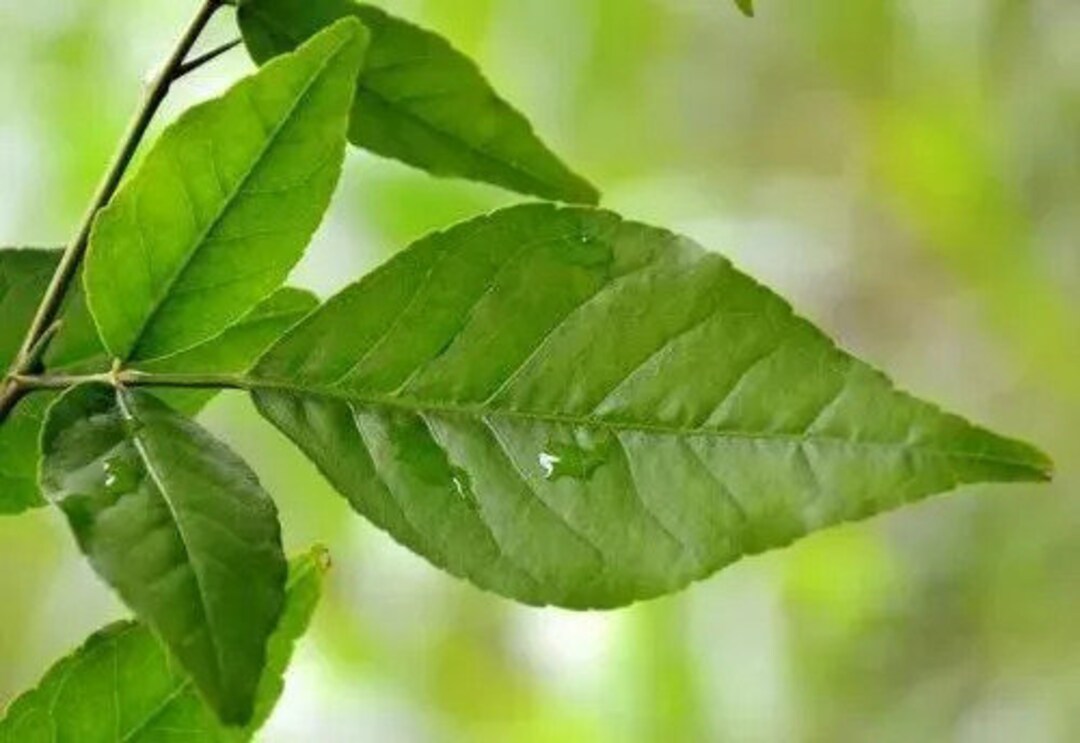 Dried Bael Leaves Organic Premium Quality Bilva Patra Dry Bael Leaf - Etsy